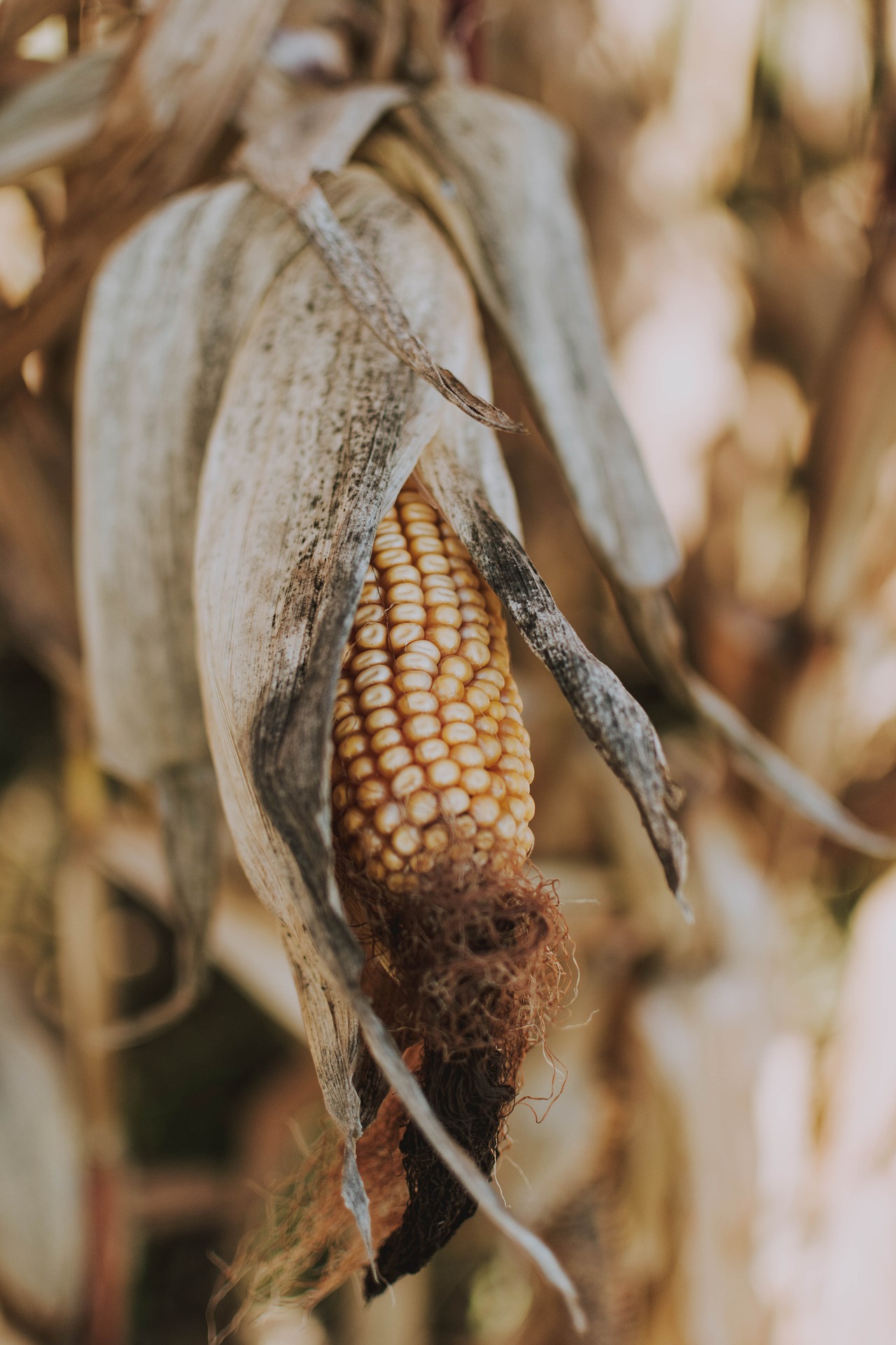 Eating Our Seed Corn – According To Hoyt